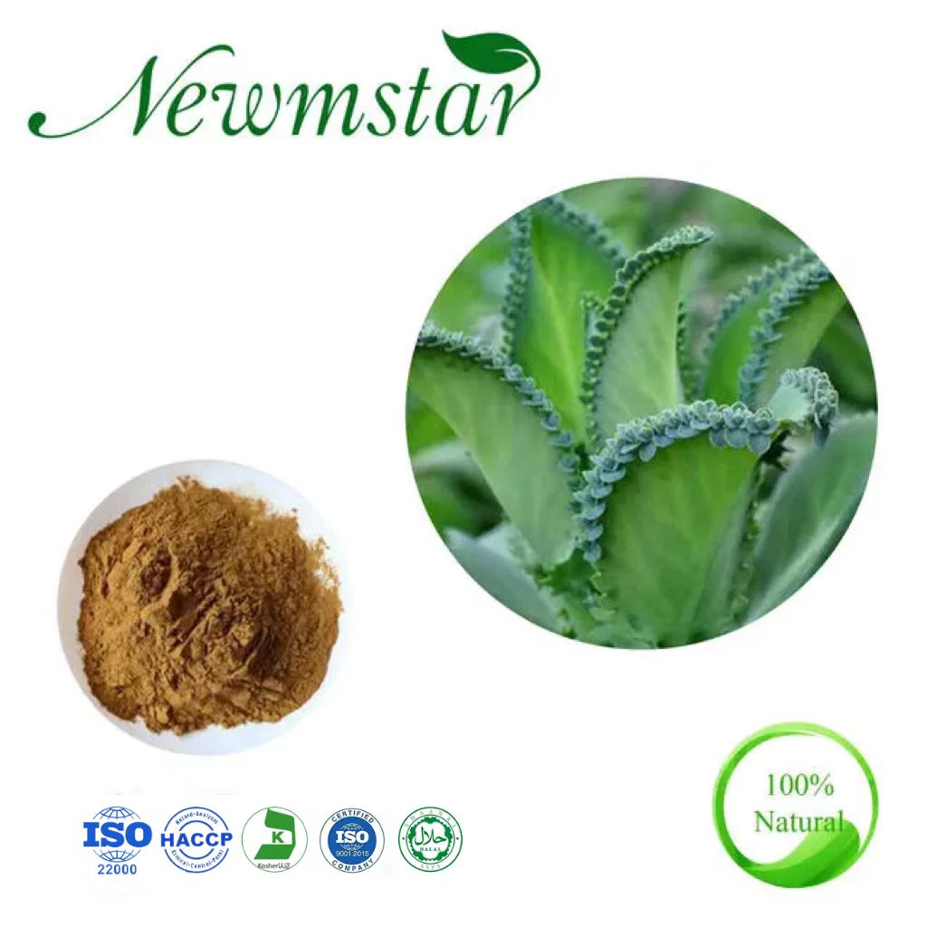 ISO Factory High Quality 10: 1 Pure Natural Kalanchoe Pinnata Extract